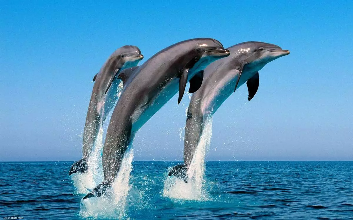 Dolphins are capable of distinguishing several flavors.