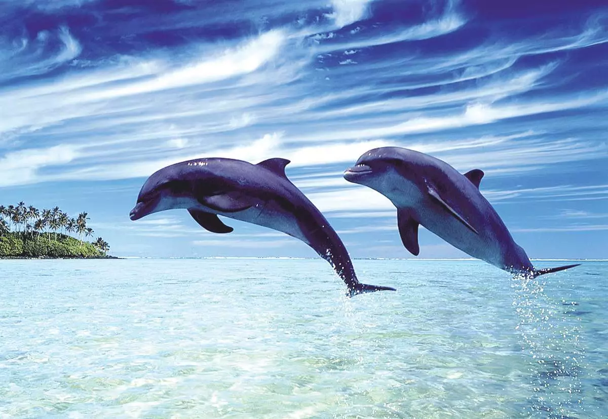 Os golfinhos são mamíferos, não peixes.