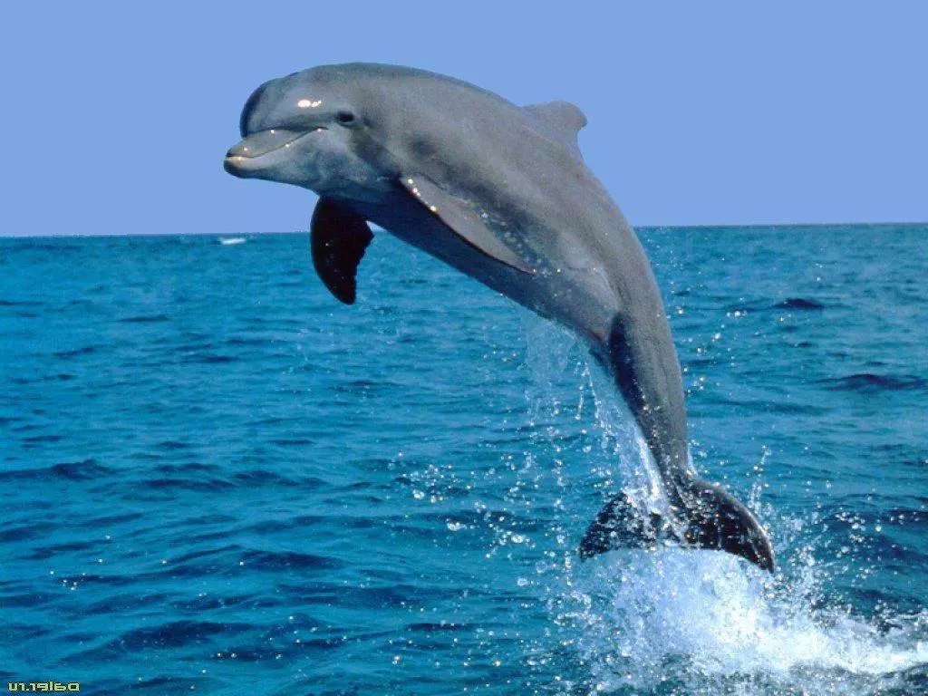 Τα δελφίνια ταΐζουν τα μικρά τους με γάλα.