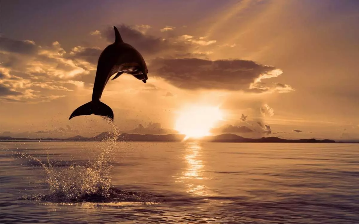 Delfinlər xeyirxah və ağıllı heyvanlardır.
