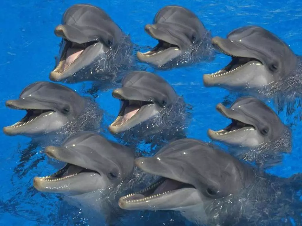 海豚的高智商使它們能夠成為各種表演的參與者。