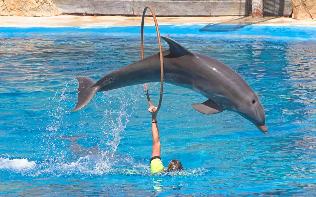 海豚訓練有素。