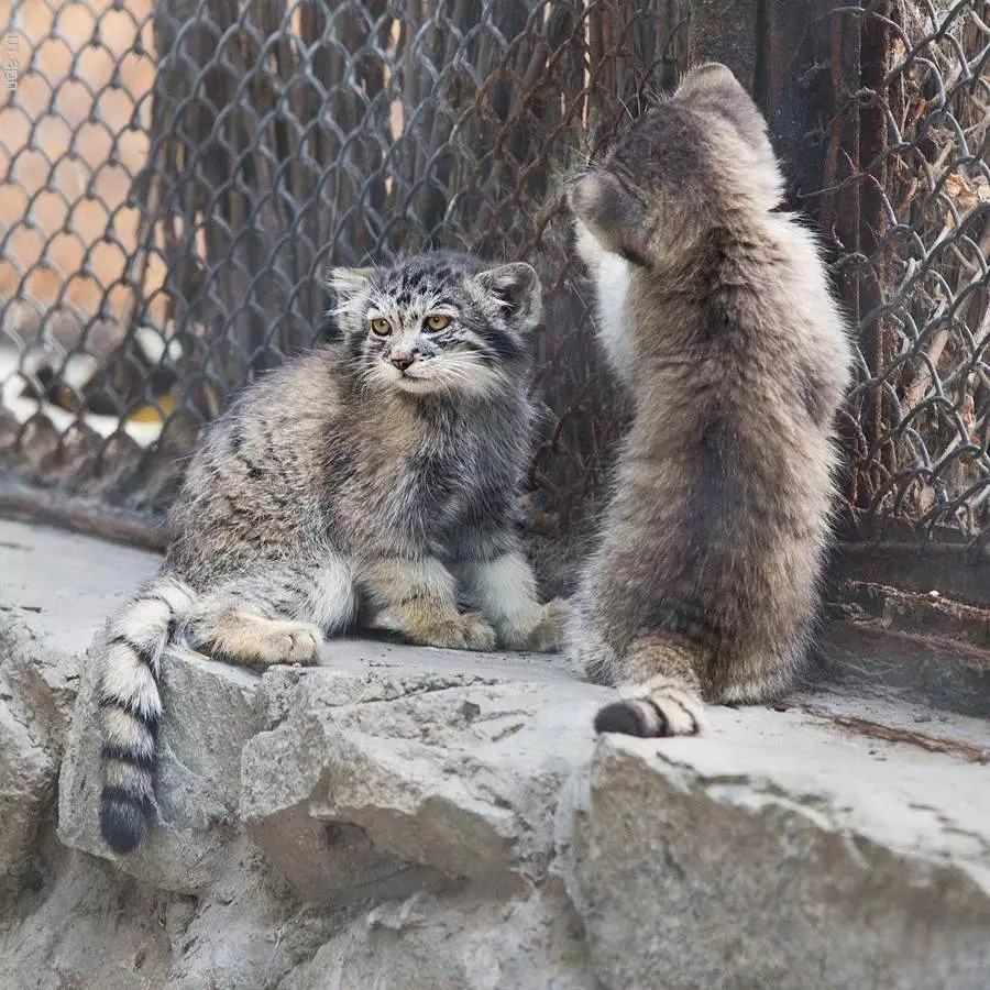 גורי החתולים של פאלאס הוצגו בגן החיות נובוסיבירסק.