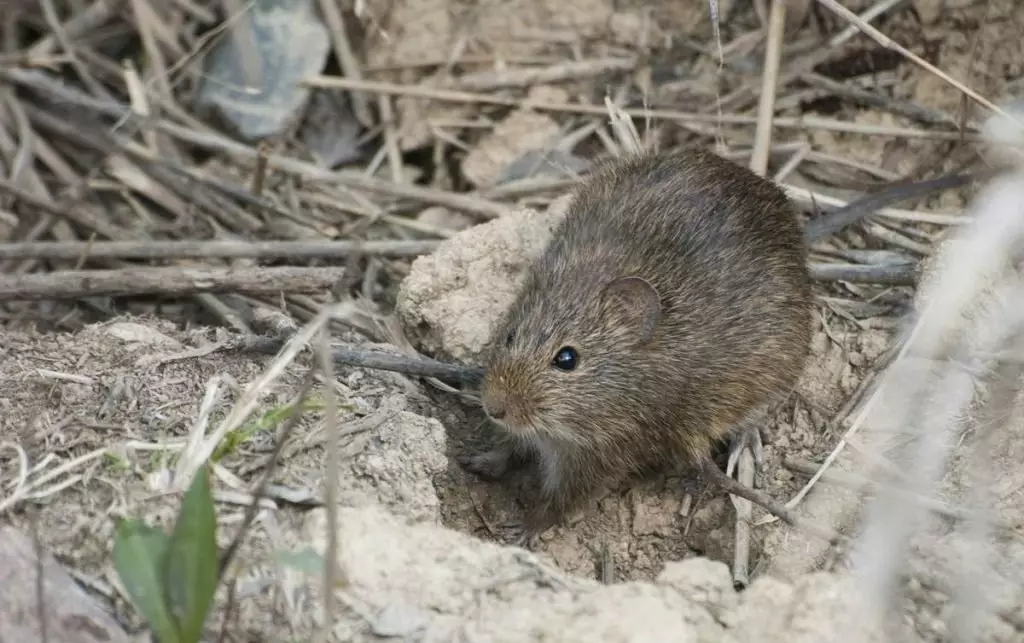 スワンプライスハムスター（Oryzomys palustris）。