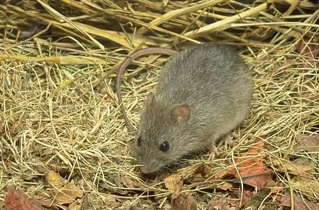 A rizshörcsög élőhelyének megsemmisítése a faj kihalásához vezet.