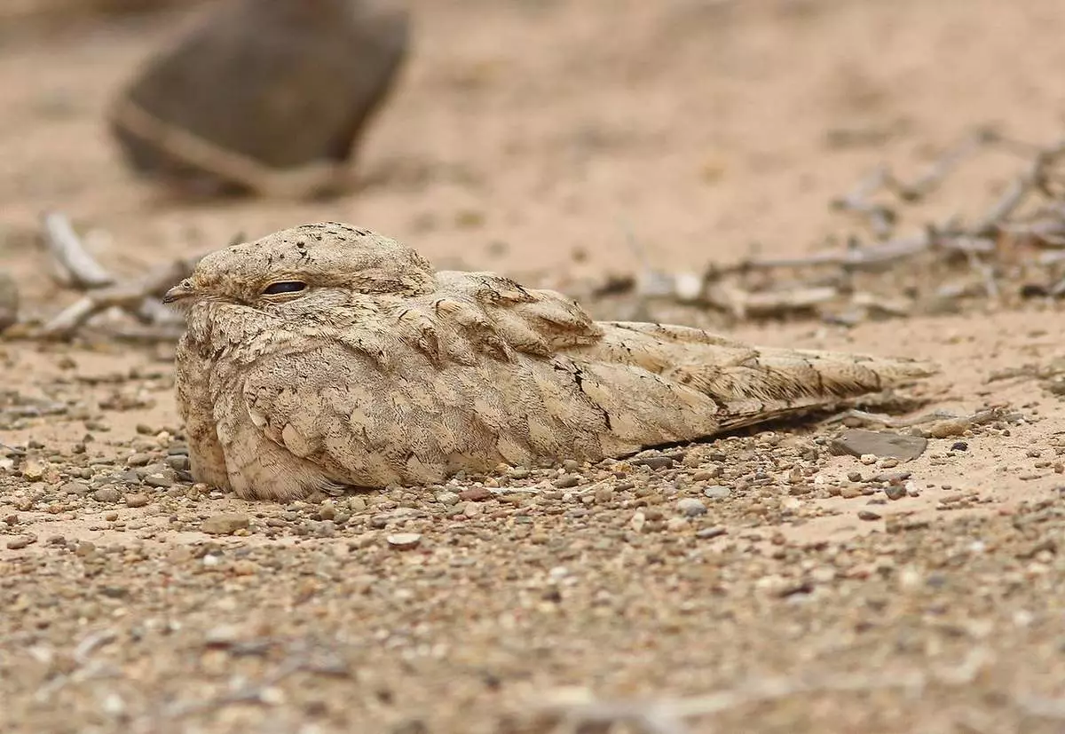 Nightjar fûgel.