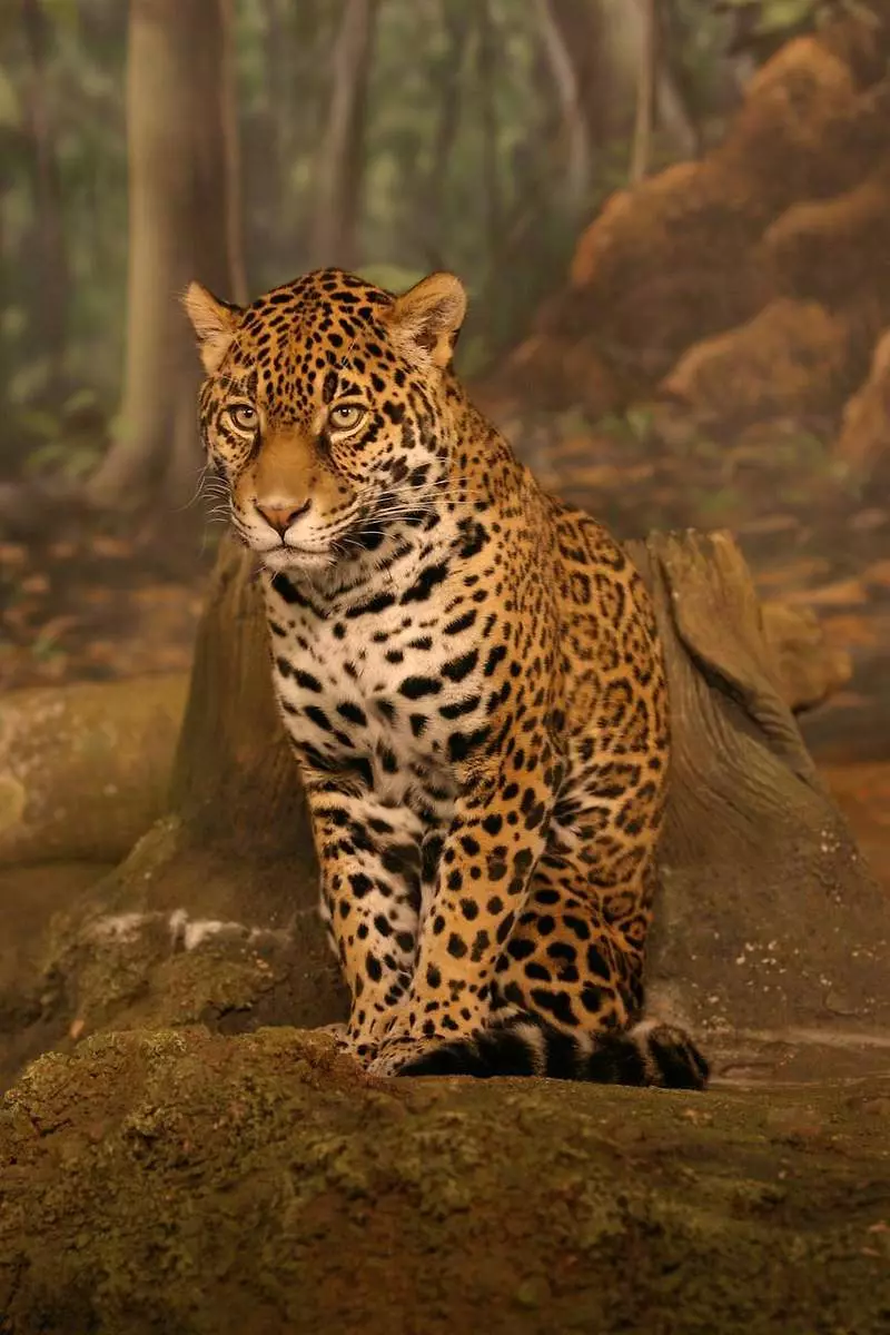 Yakasvibiswa jaguar imhuka