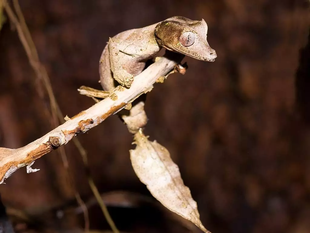 Lizard gecko - isina kujairika