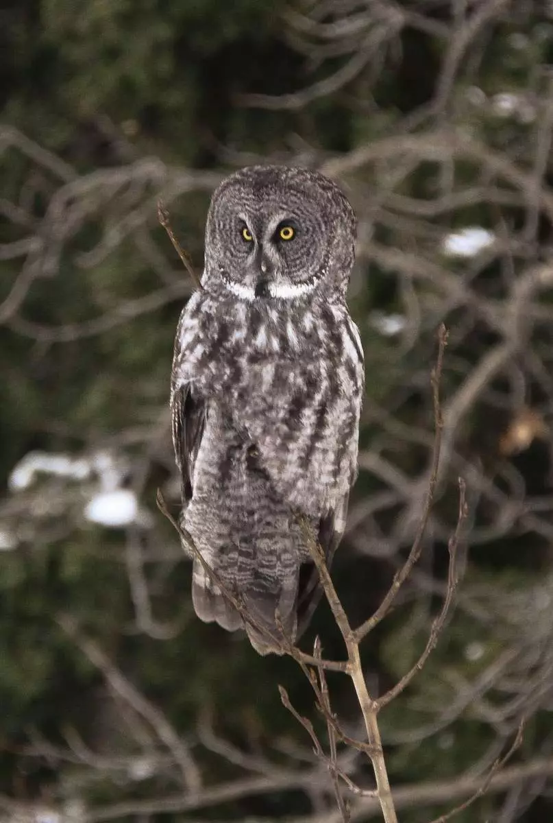 Uma coruja barbada é um fantasma na floresta.