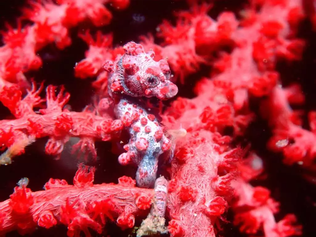 It pygmy seahorse is in poppe yn 'e oseaan.