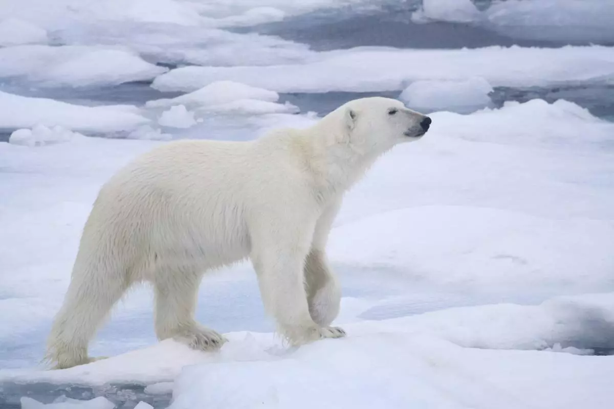 Urso polar.