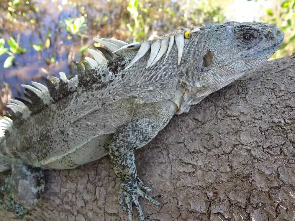 Scig-tailed iguana