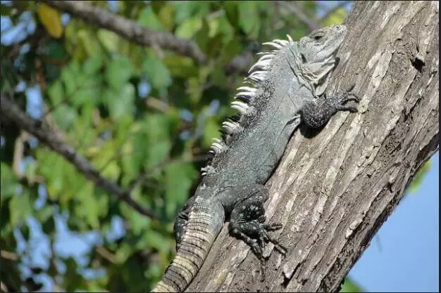 Iguana s trnovitim repom