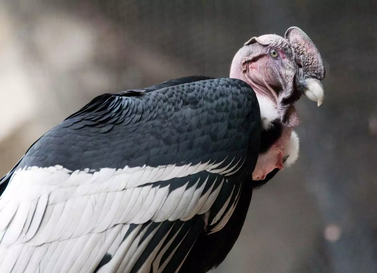 Umuyoboro wa Andean (Vultur gryphus).