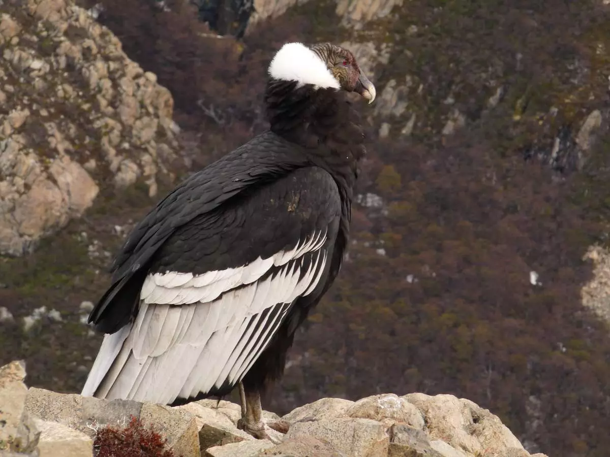 Condor Andes adalah burung gunung yang agung.