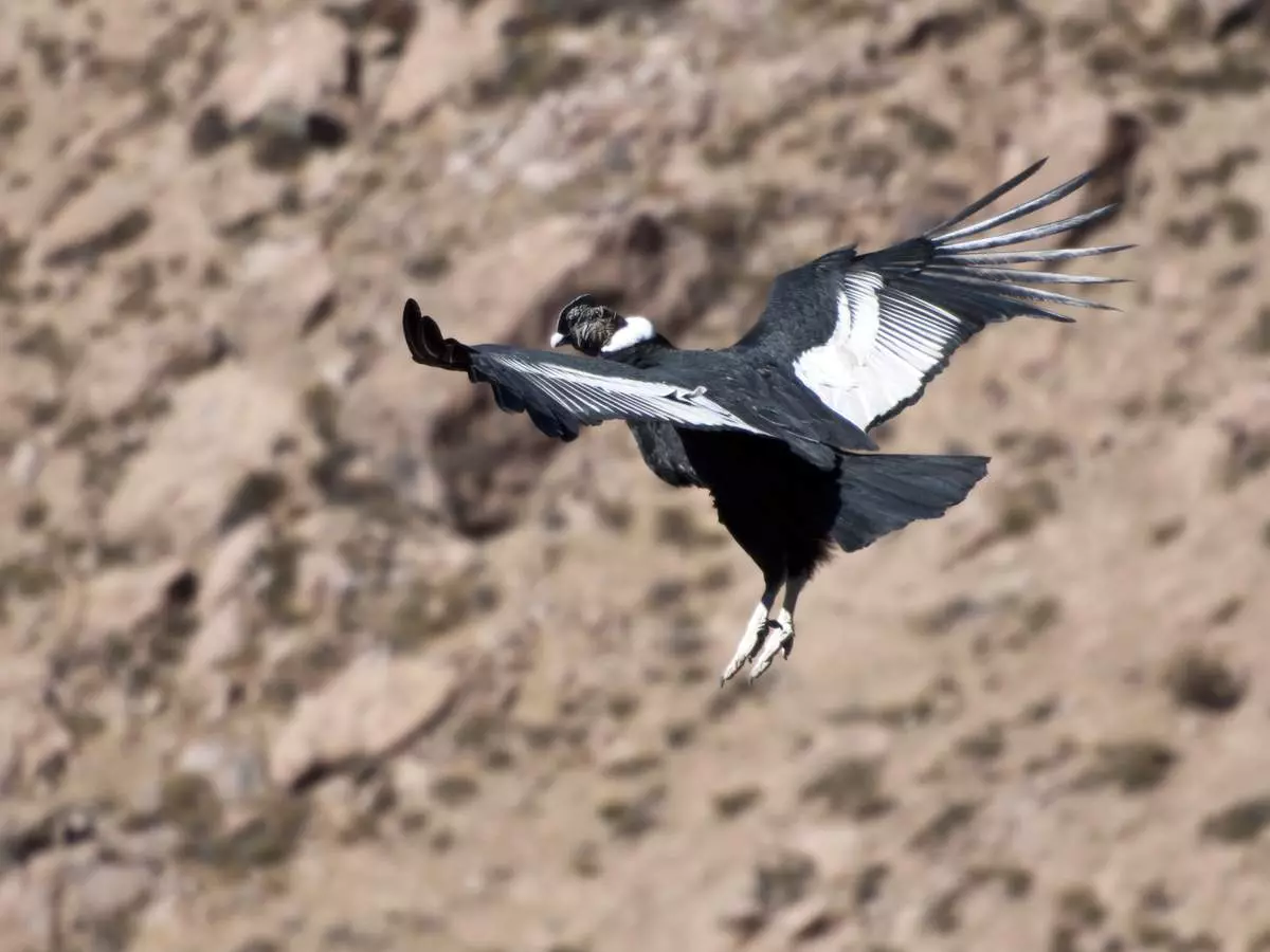 Condor Andes sedang terbang.