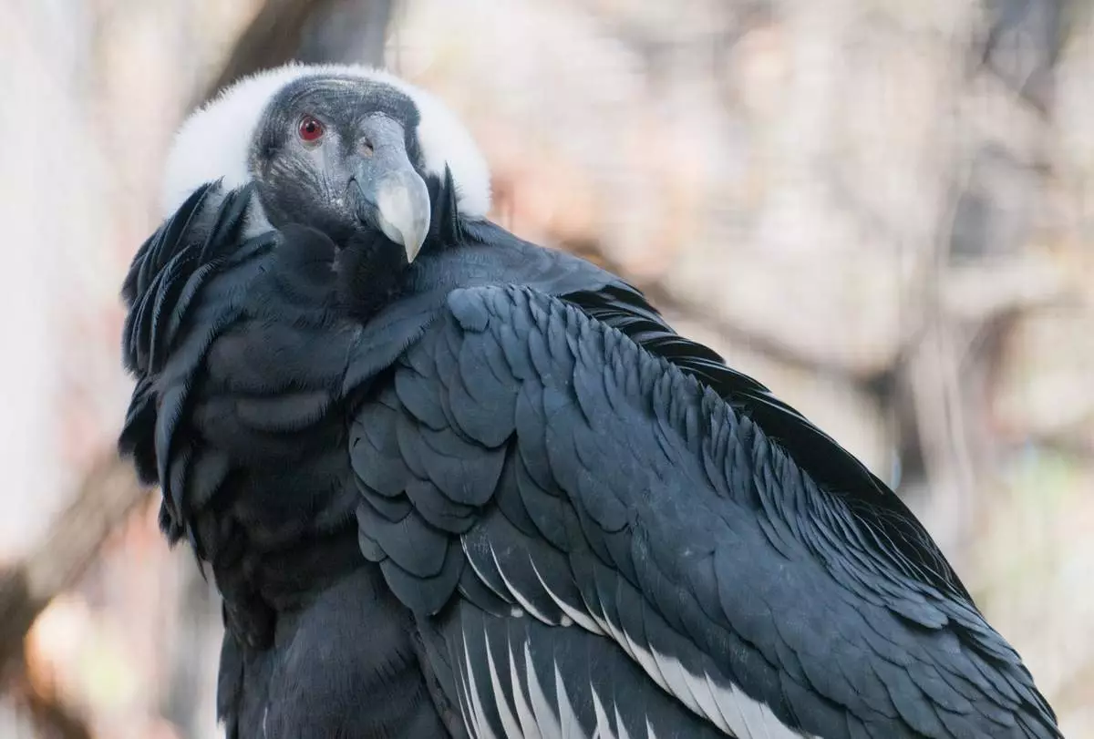 Condor Andes memberi makan anak-anaknya dengan makanan yang dimuntahkan.