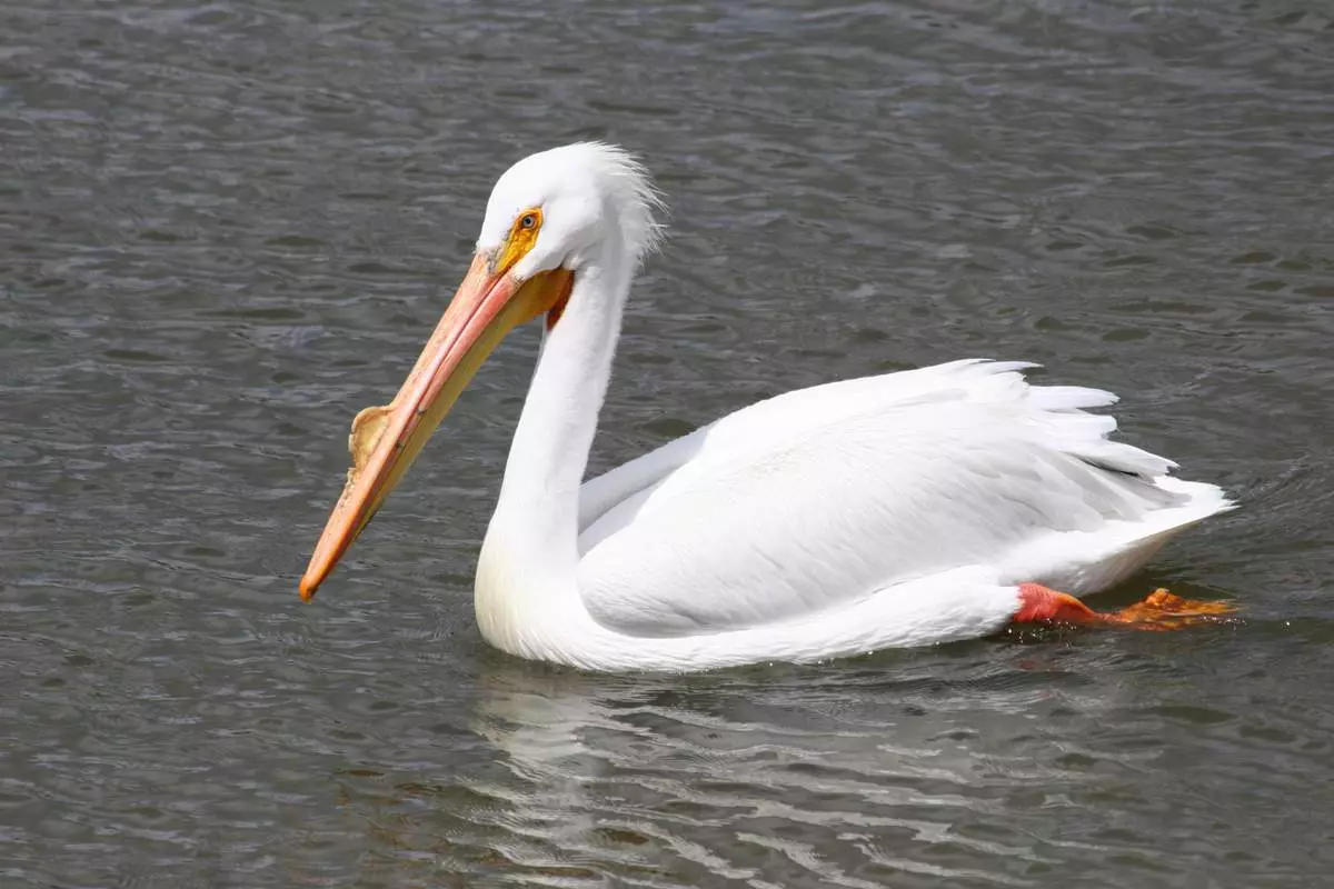 Pellicano bianco americano (Pelecanus erythrorhynchos).