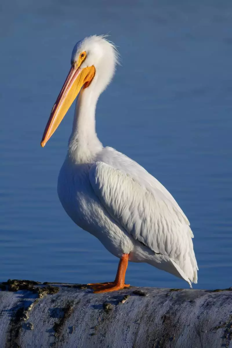 Rispetto ad altri uccelli, i pellicani bianchi americani sono grandi uccelli.