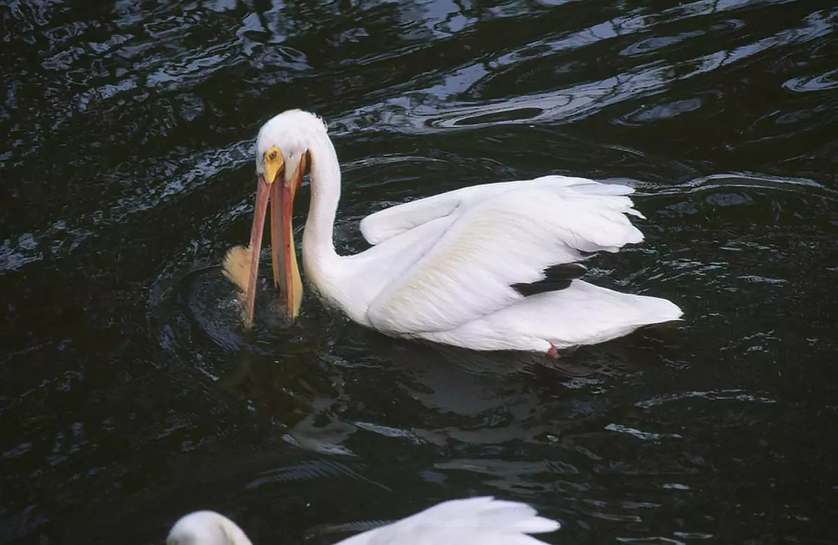 Un pellicano partì in cerca di preda.