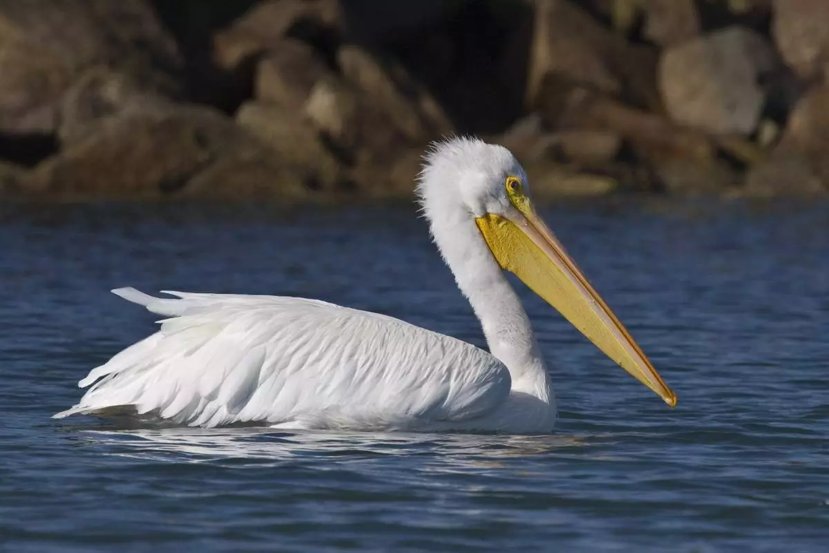 Ci sono due uova in una covata di un pellicano americano bianco.