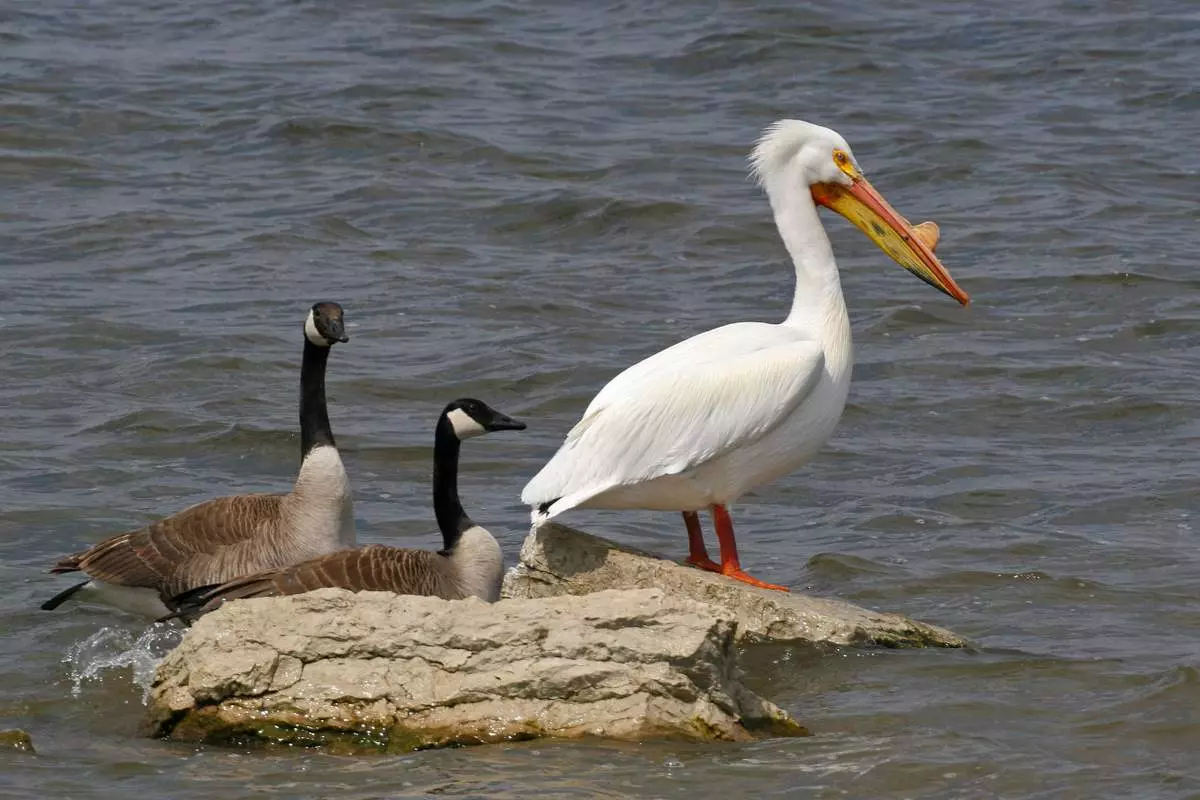 I pellicani bianchi americani sono genitori premurosi.