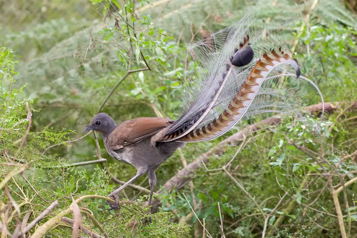 Grande uccello lira (Menura novaehollandiae).