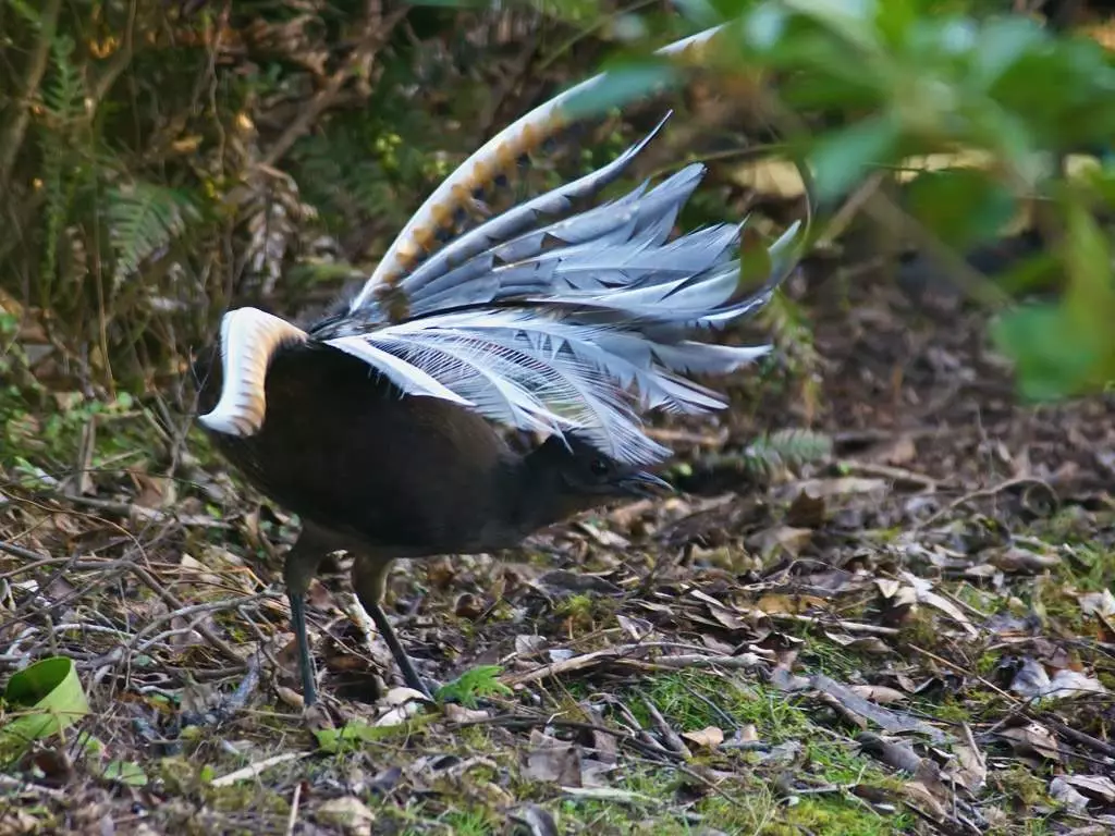 The scientific name for the great lyrebird is the lyre bird.