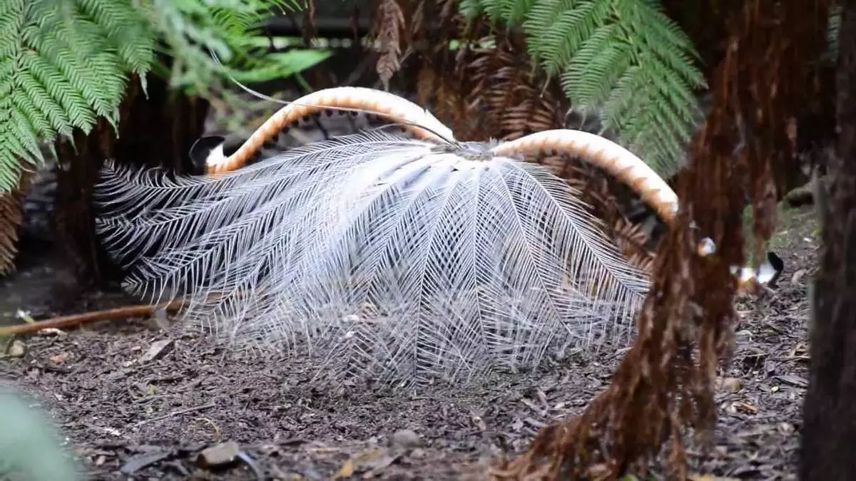 Luxurious tail of a lyre bird.