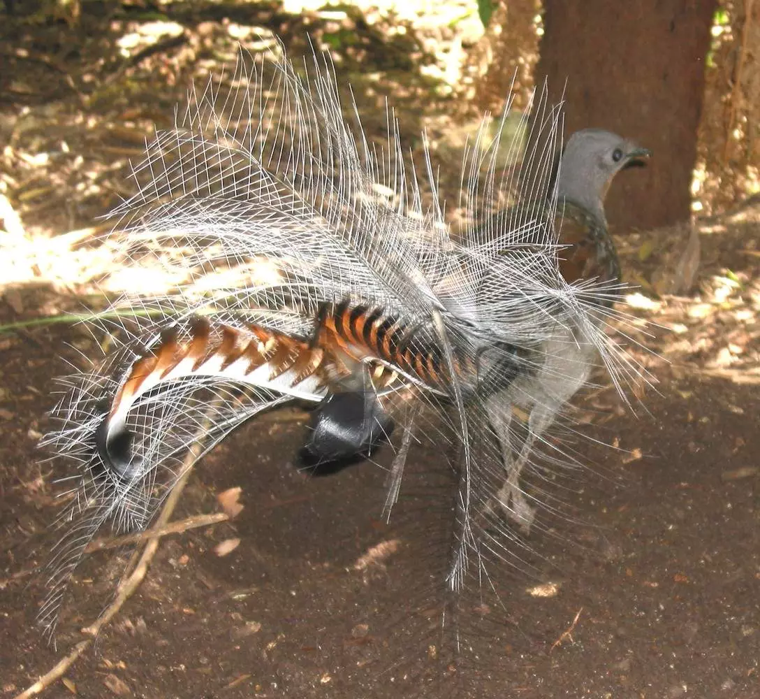 Lyrebirds live up to a maximum of 7 years.