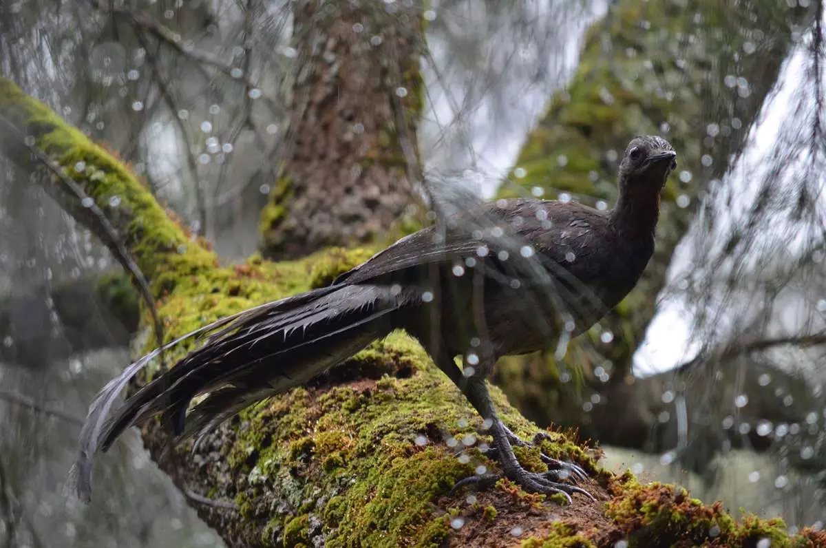 The female of the large lyre bird.