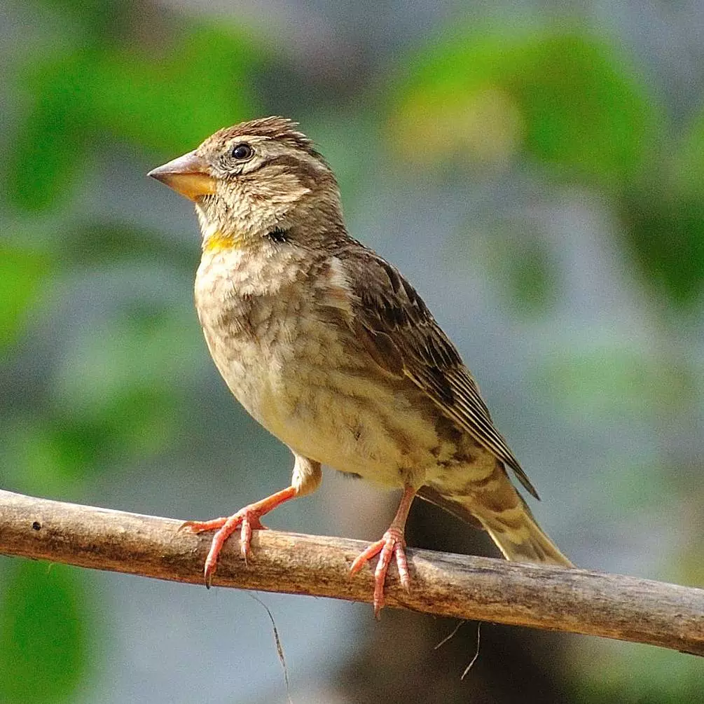 I-Stone Sparrow (iPetronia petronia).