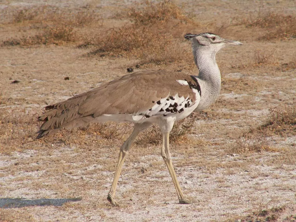 Didysis afrikinis baublys (Ardeotis kori).