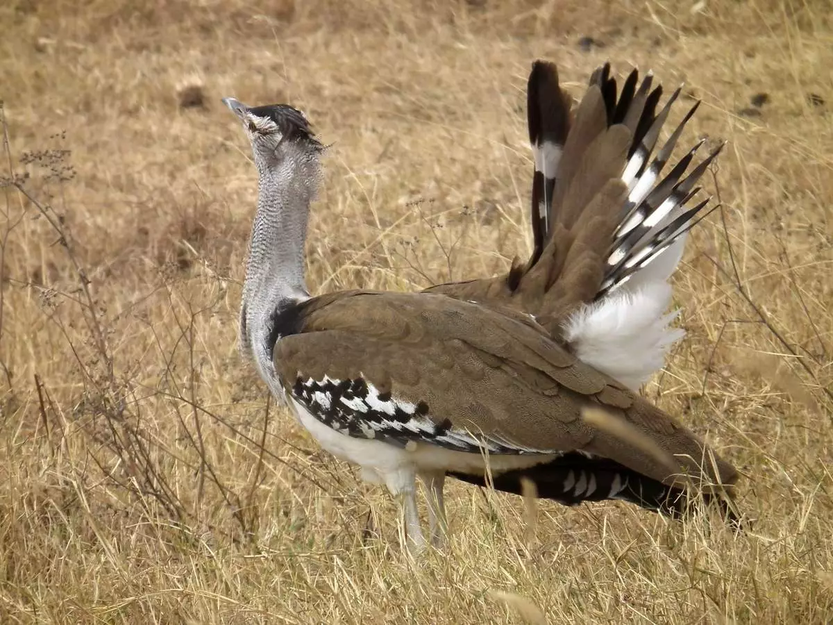 Bustards ovat suuria lintuja.