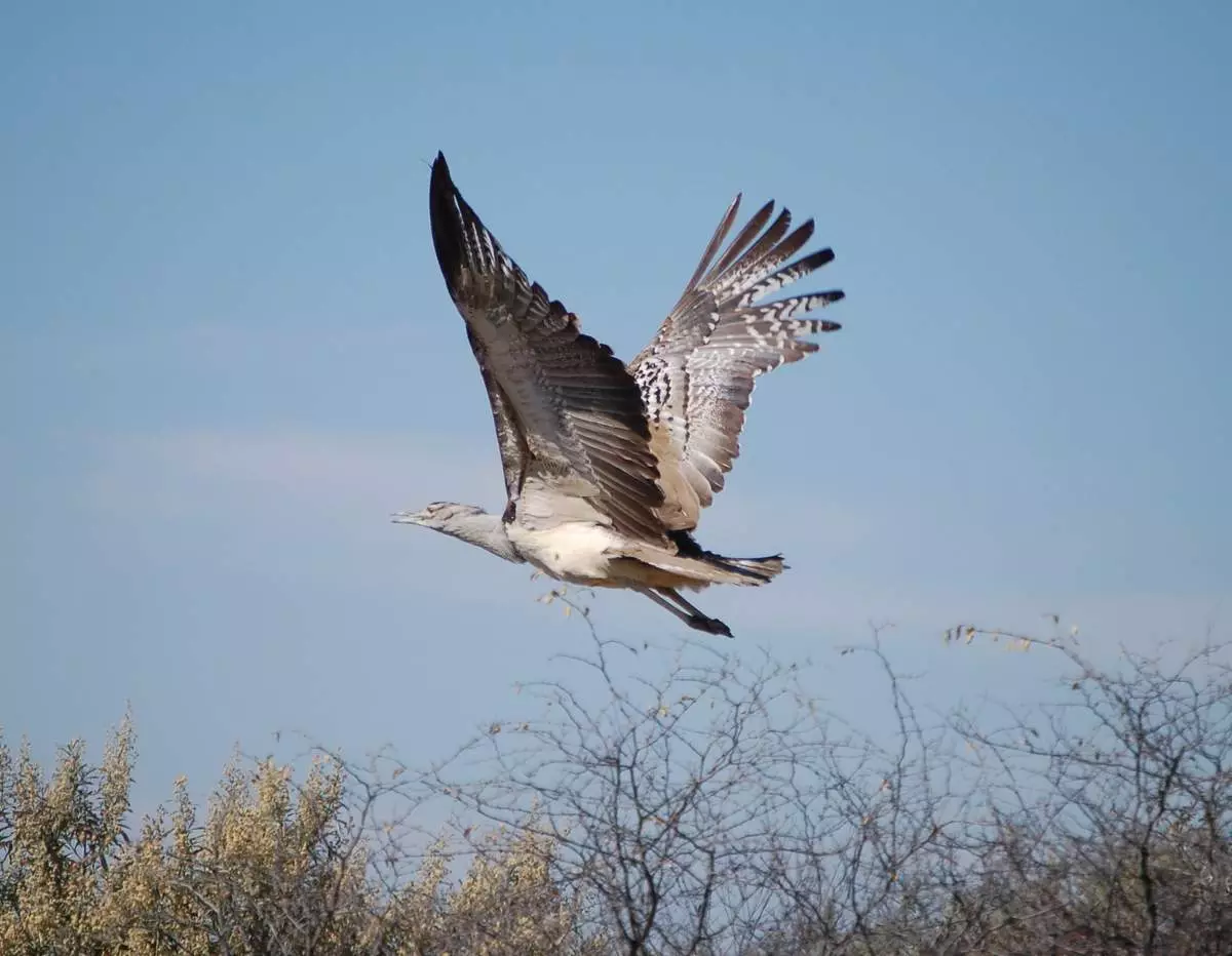 Kev ya davhlau ntawm African bustard tsis tshua muaj, feem ntau lub sijhawm noog ya mus rau hauv av.