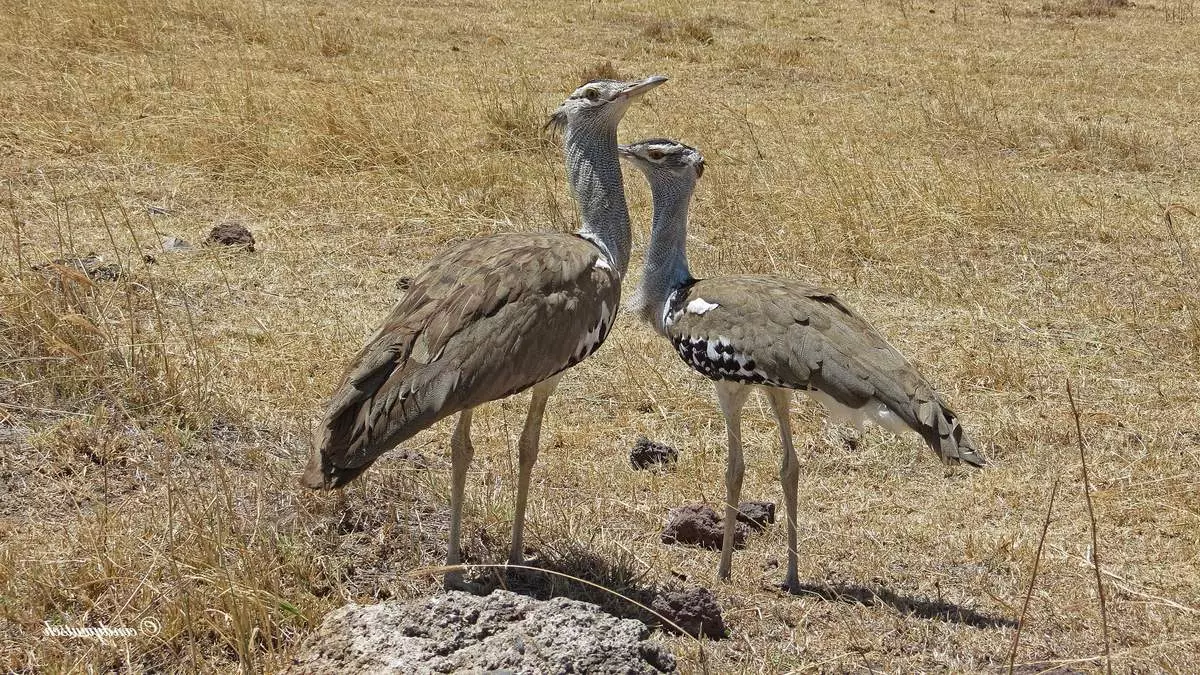 Bir cüt böyük Afrika quşu.