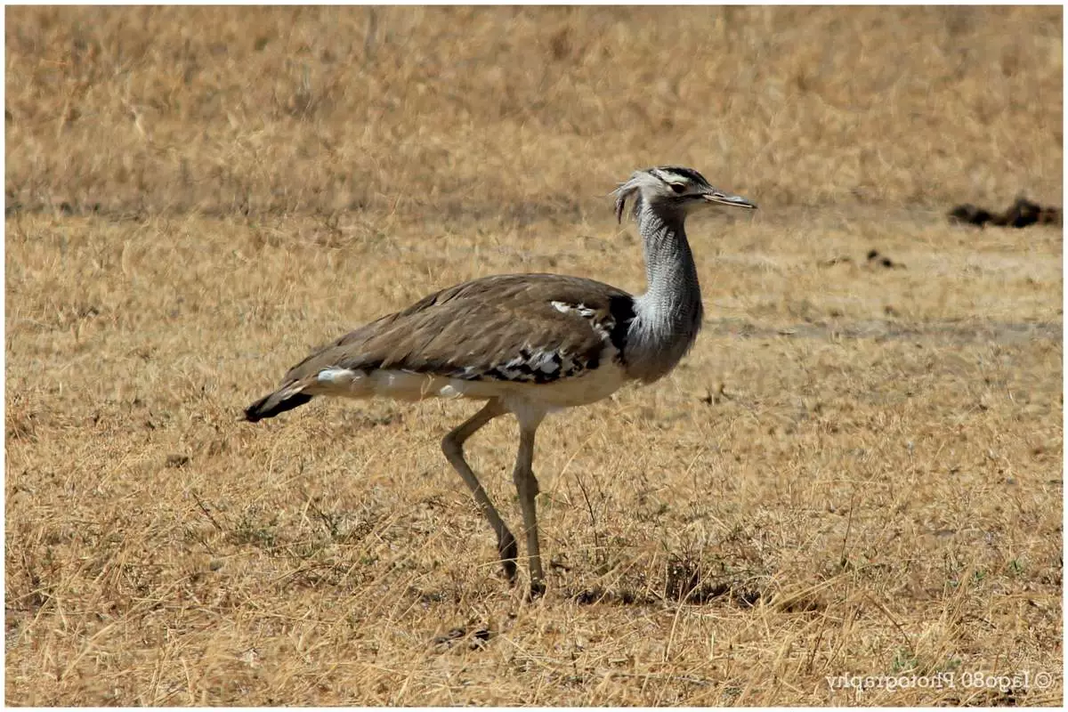 De African Great Bustard is in proai foar grutte rôfdieren.