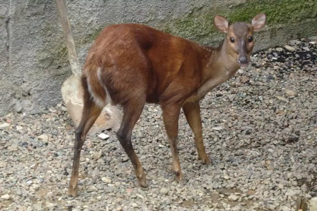 UMazama bororo.