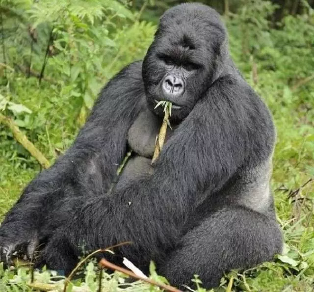 Er zit alcohol in het sap van een bepaald soort bamboe waar gorilla's dol op zijn.