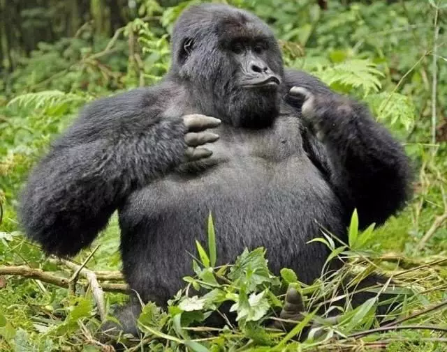 Ze zeggen, ze zeggen dat de ecologische situatie ertoe bijdraagt ​​dat gorilla's