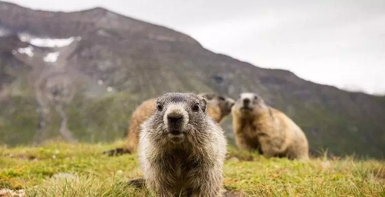 Marmotten zijn erg sluw en kunnen door delen van een auto knagen om bij de antivries te komen die dieren zo graag drinken.