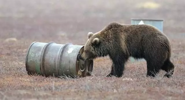 Orsa Brown ao Kamchatka