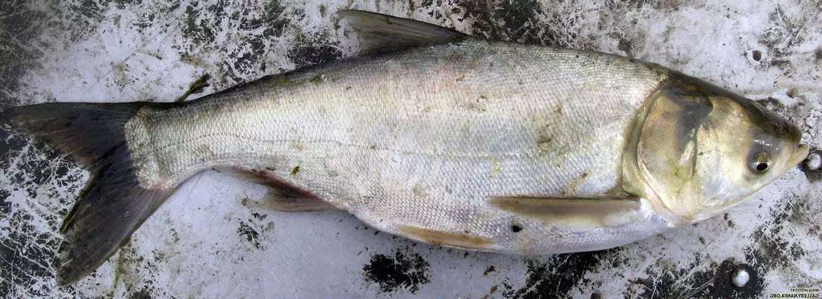 Sulveren karp (Hypophthalmichthys molitrix).