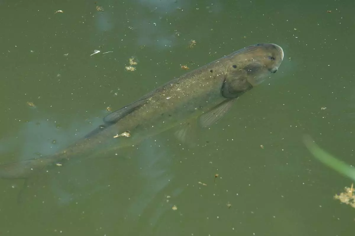 Sulveren karpen feedje op plantaardich iten en plankton.