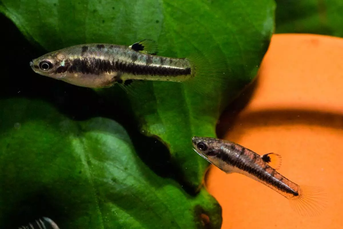 Formosa aquariumvissen, van het geslacht Heterandria