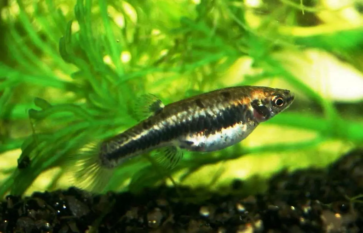 Formosa dobrze żyje zarówno w dużych, jak i małych akwariach.