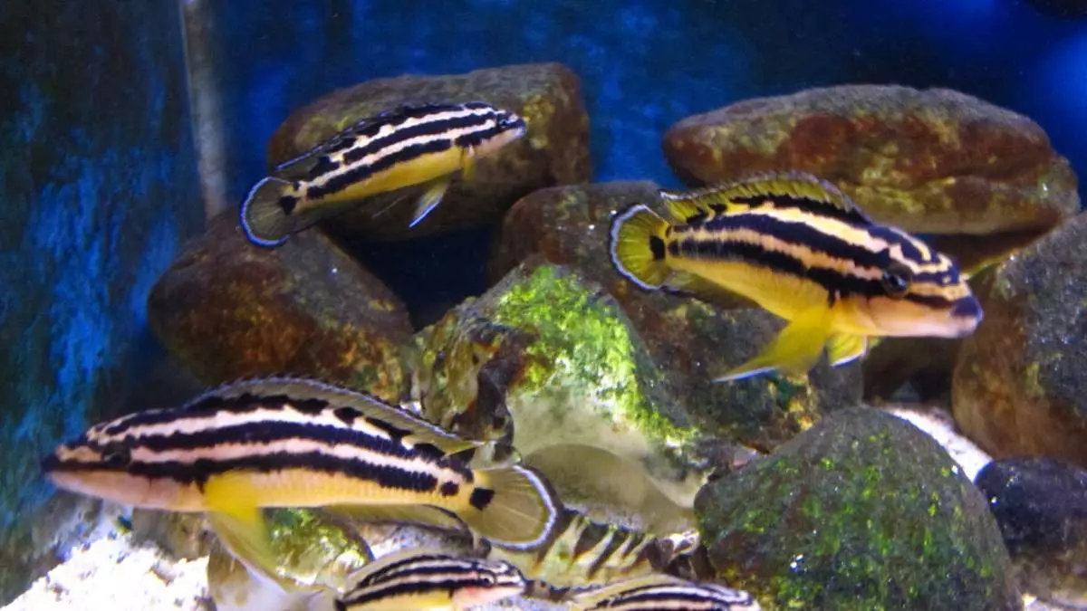 Julidochromis ornatus (Julidochromis ornatus):