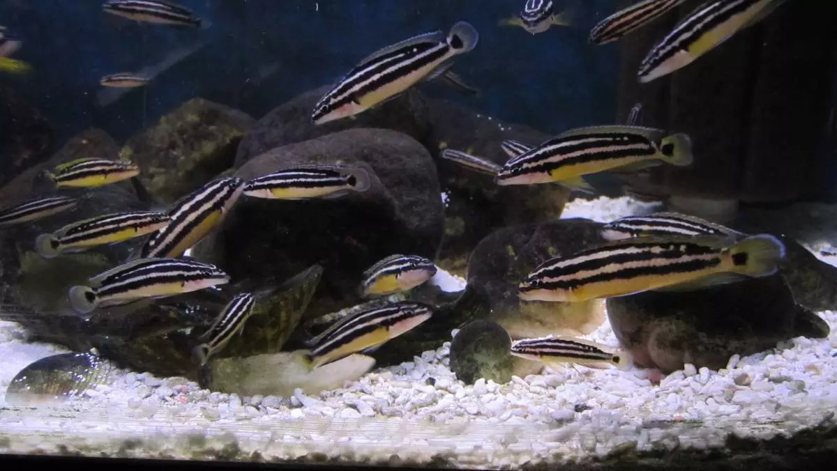 I-Yulidochromis izinhlanzi ezinhle ze-aquarium.