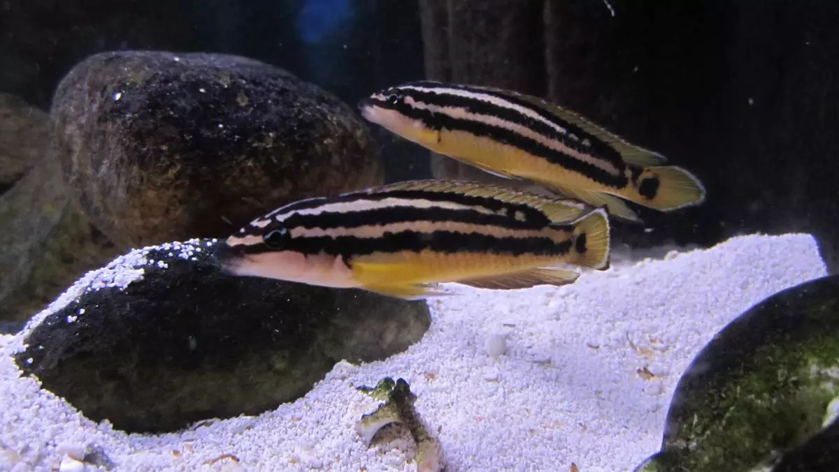 Ved opdræt af Julidochromis skal ynglen fodres med saltlage rejer.