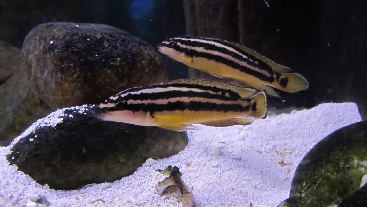 Lapho kuzaliswa i-Julidochromis, gazinga kufanele londliwe nge-brine shrimp.